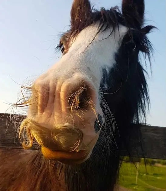 Weekly Challenge #2: Ponies with Mustaches – Triple Mountain Model Horses